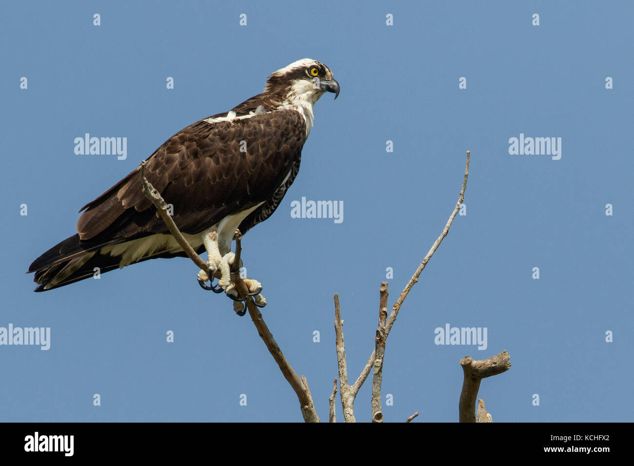 Osprey (Pandion haliaetus carolinensis) perched on a branch in the ...