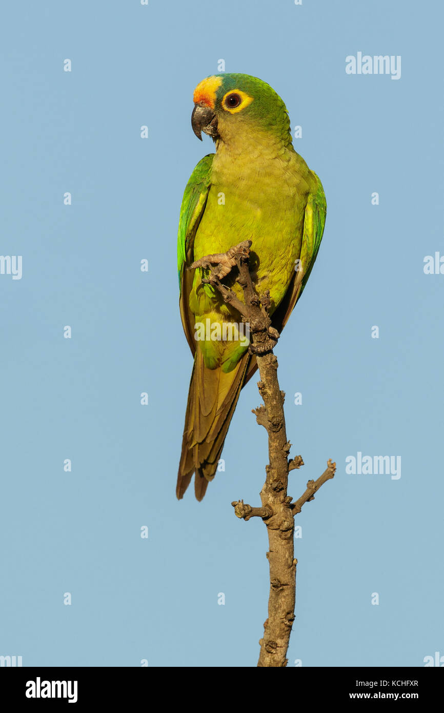Peach fronted parakeet eupsittula aurea hi-res stock photography and ...