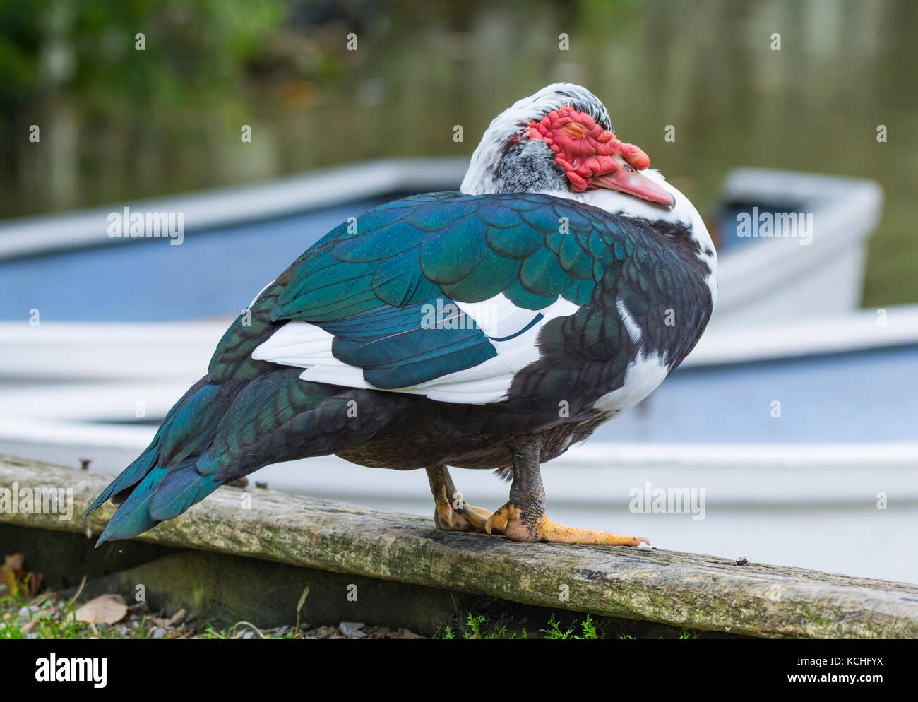 Drake Muscovy Duck (Cairina moschata) with eyes closed standing on land ...