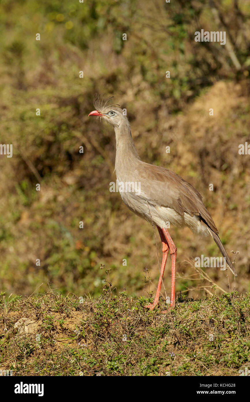 Red-legged Seriema (Cariama cristata) perched on a branch in the ...