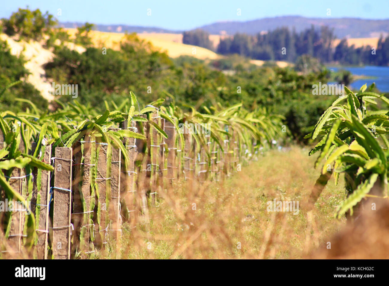 Fruit Farming