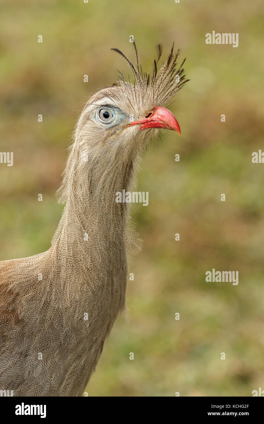 Red-legged Seriema (Cariama cristata) perched on a branch in the ...