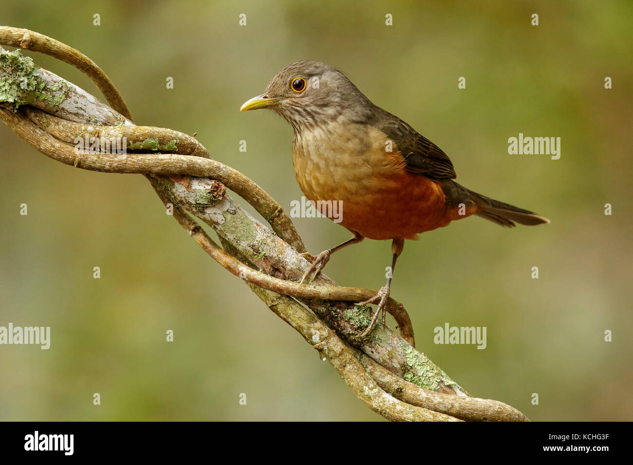 Rufous-bellied Thrush (Turdus rufiventris) perched on a branch in the ...