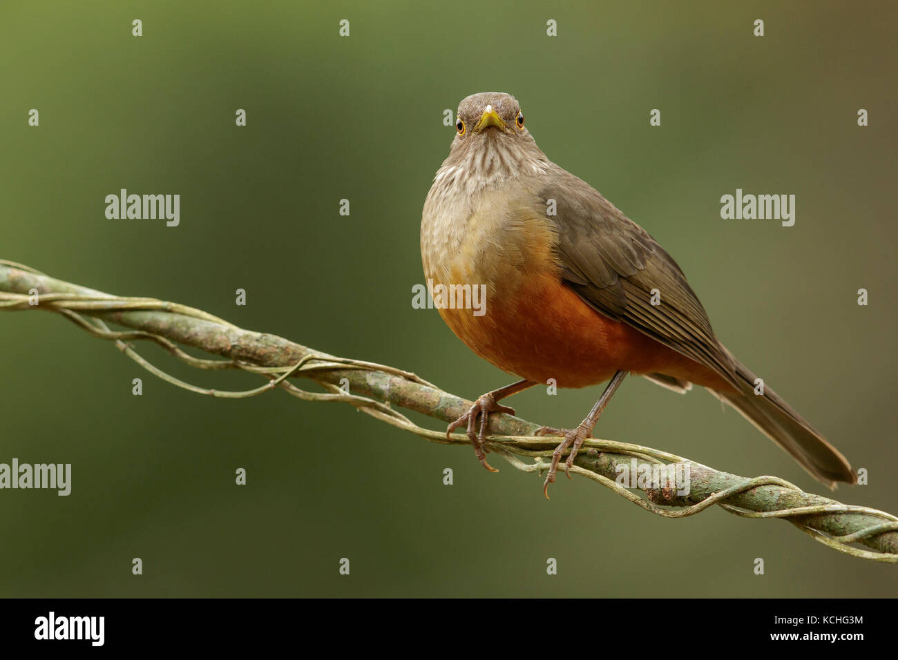 Rufous-bellied Thrush (Turdus rufiventris) perched on a branch in the ...