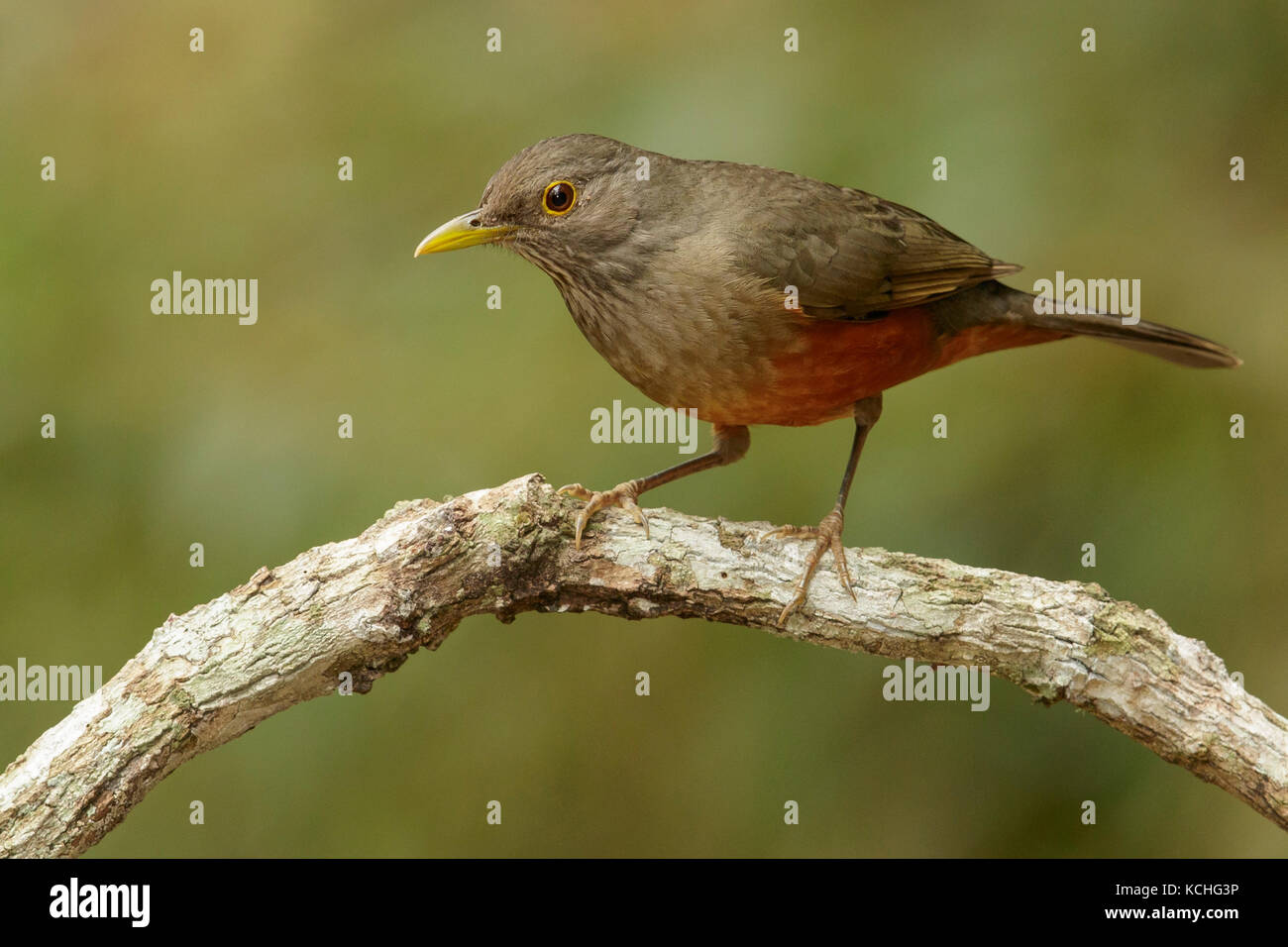 Rufous bellied thrush hi-res stock photography and images - Alamy