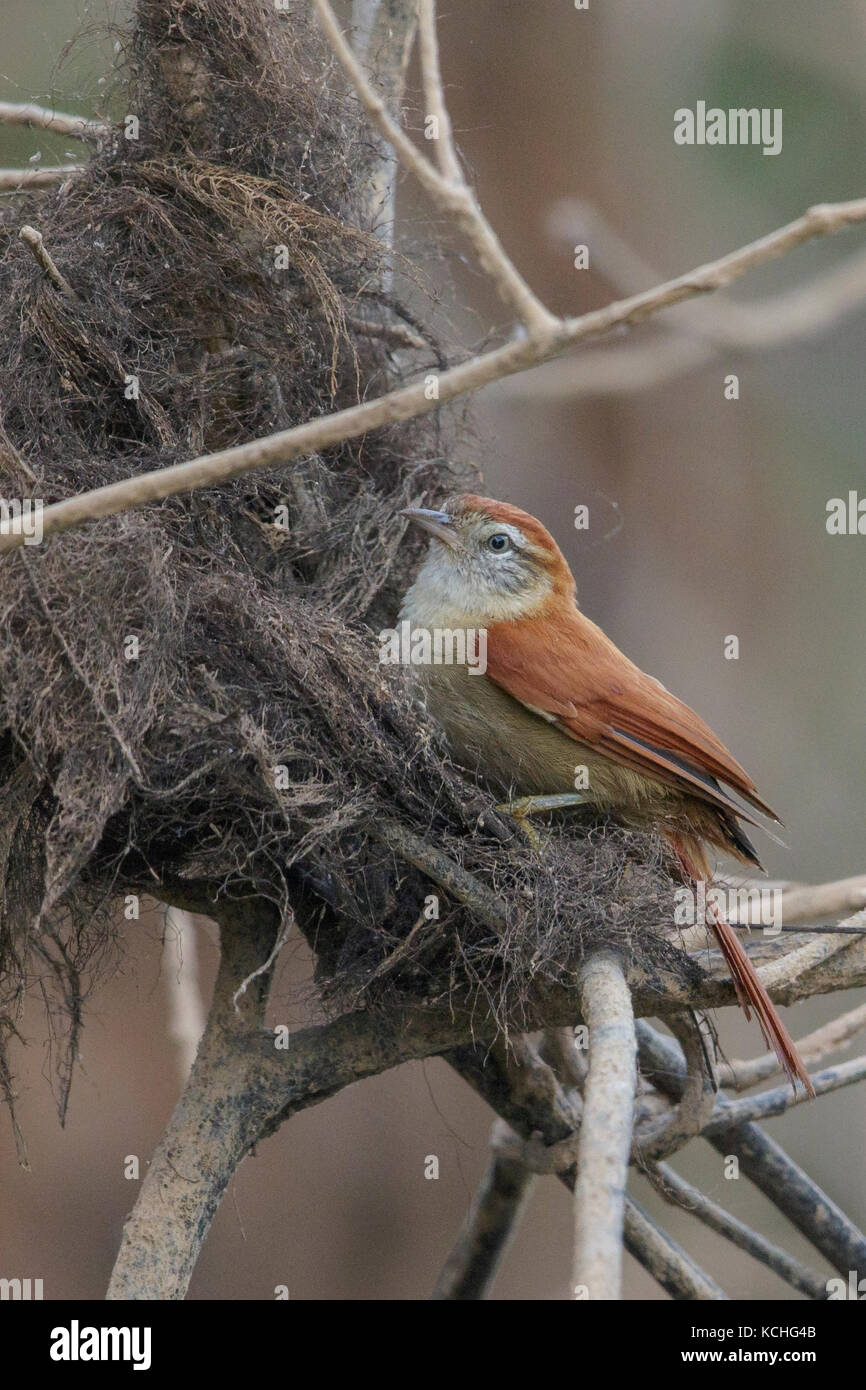 Rusty-backed Spinetail (Cranioleuca vulpina) perched on a branch in the ...