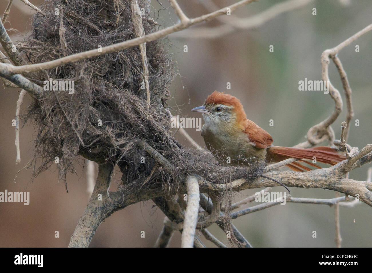 Rusty-backed Spinetail (Cranioleuca vulpina) perched on a branch in the ...