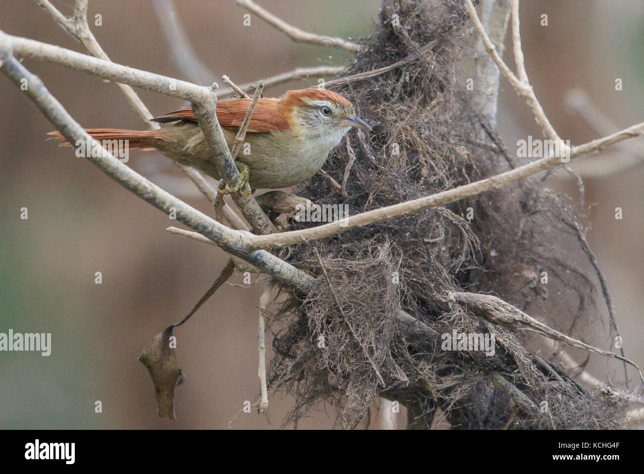 Spinetail hi-res stock photography and images - Alamy