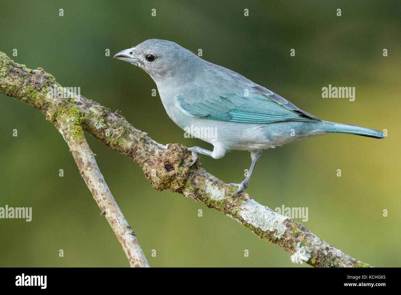 Sayaca Tanager (Thraupis sayaca) perched on a branch in the Atlantic ...