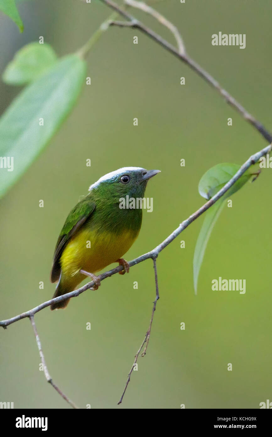 Lepidothrix nattereri hi-res stock photography and images - Alamy