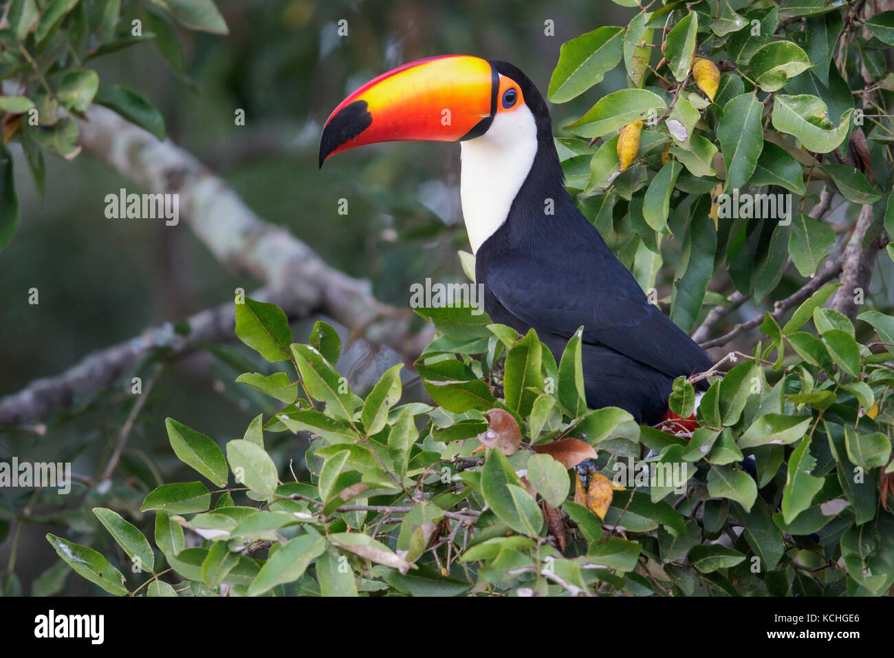 Toco toucan hi-res stock photography and images - Alamy