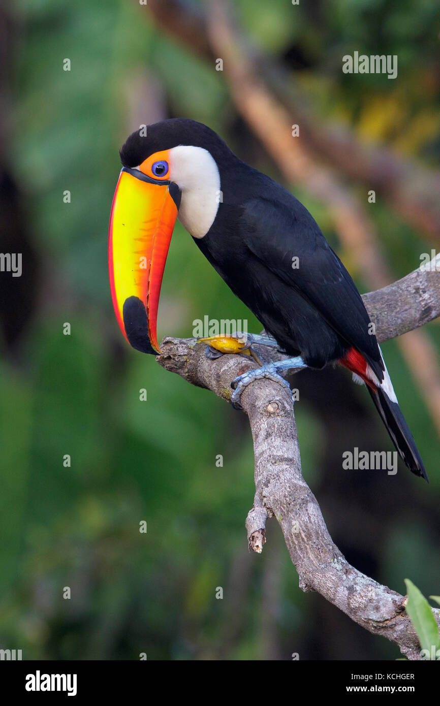Toco toucan hi-res stock photography and images - Alamy