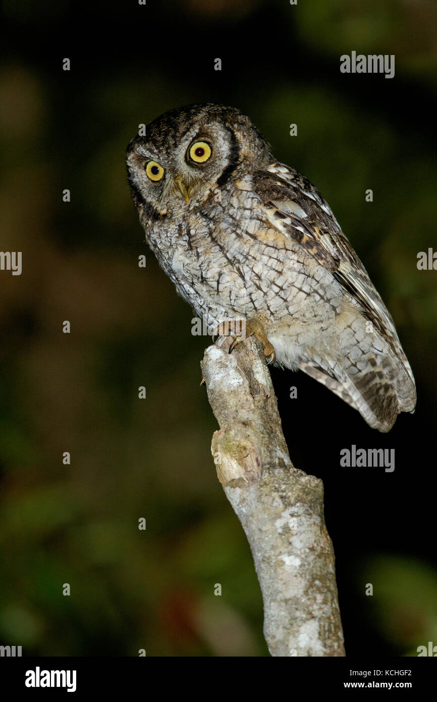 Tropical screech owls hi-res stock photography and images - Alamy