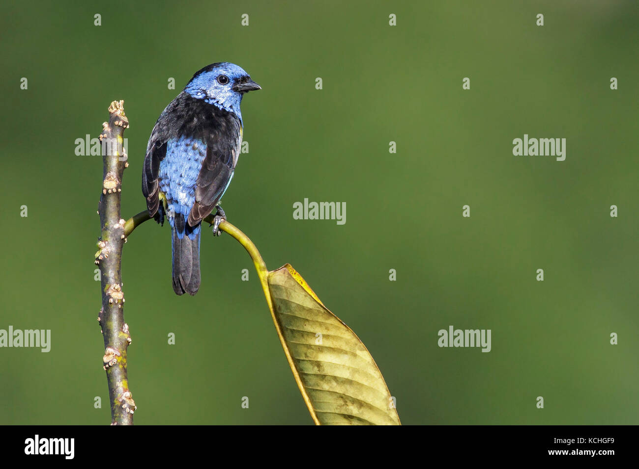 Mexican tangara bird hi-res stock photography and images - Alamy
