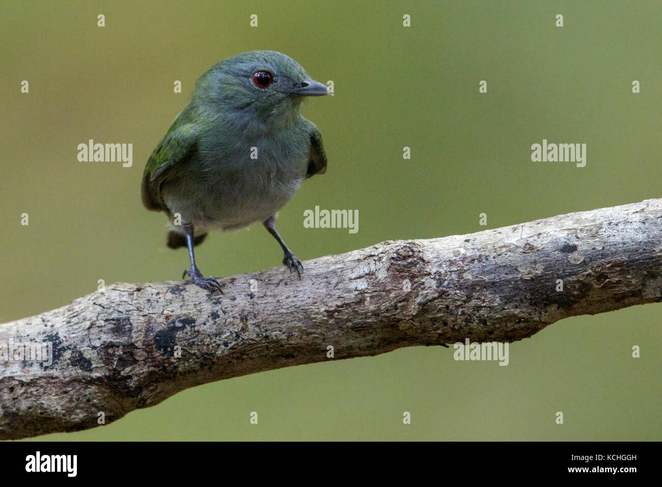 Pipra hi-res stock photography and images - Alamy