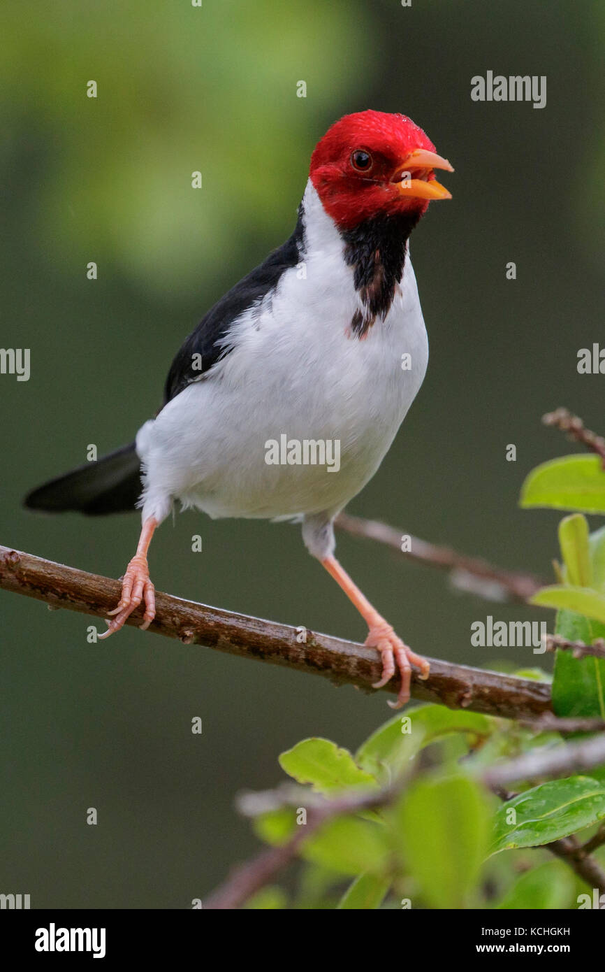 Yellow-billed Cardinal (Paroaria capitata) perched on a branch in the ...