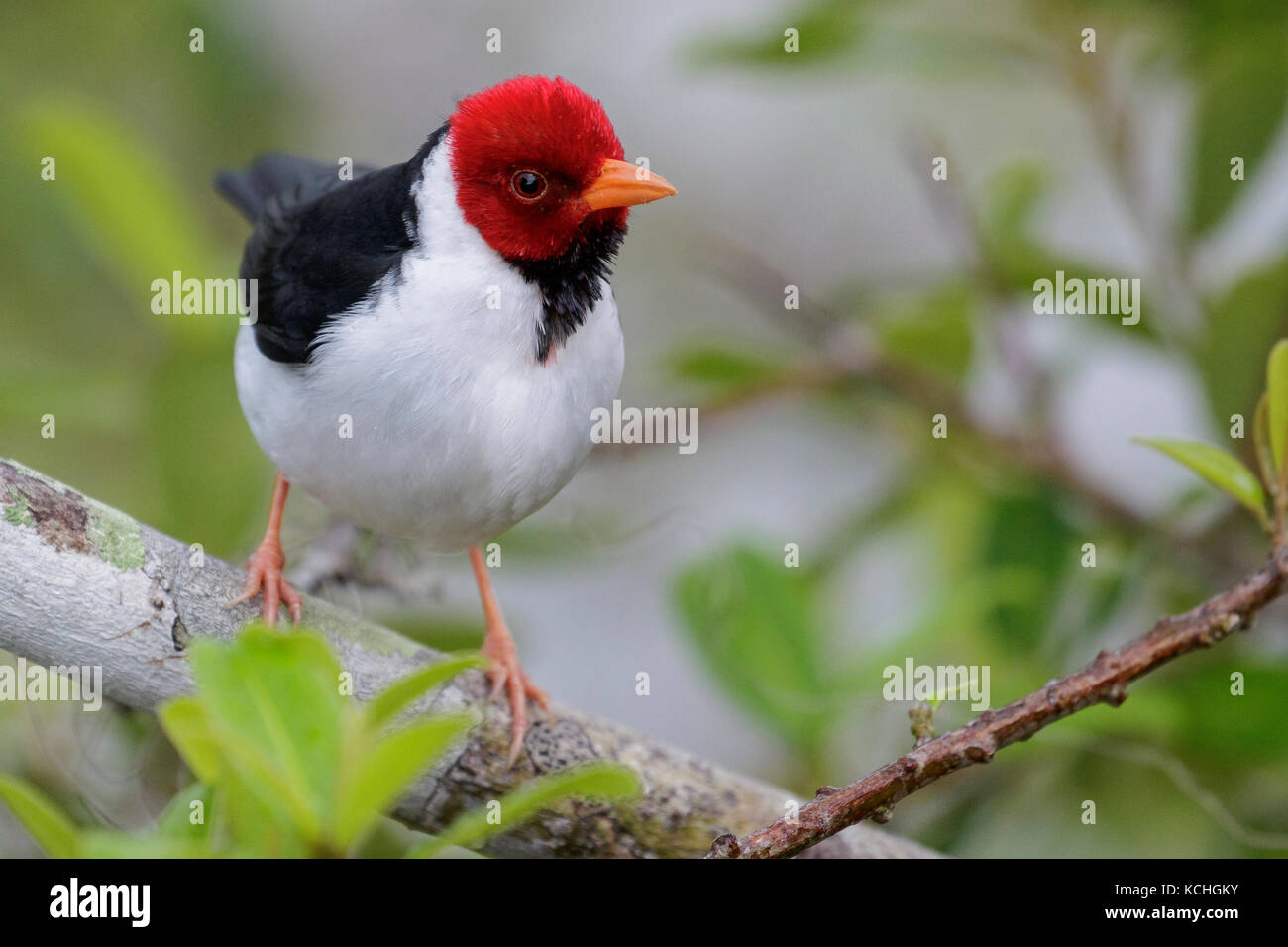 Yellow-billed Cardinal (Paroaria capitata) perched on a branch in the ...