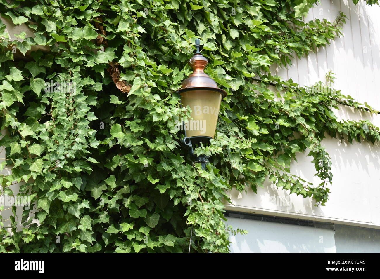 light in ivy Stock Photo - Alamy