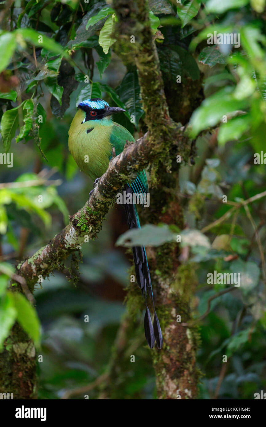 Highland Motmot (Momotus aequatorialis) perched on a branch in the ...