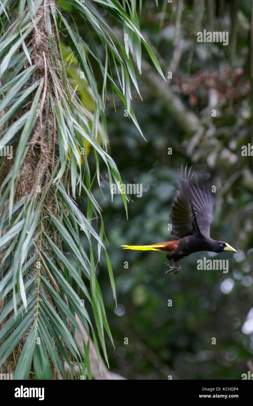 Crested Oropendola (Psarocolius decumanus) perched on a branch in the ...