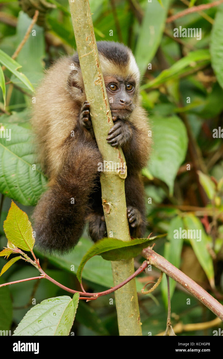 Brown capuchin monkey peru hi-res stock photography and images - Alamy