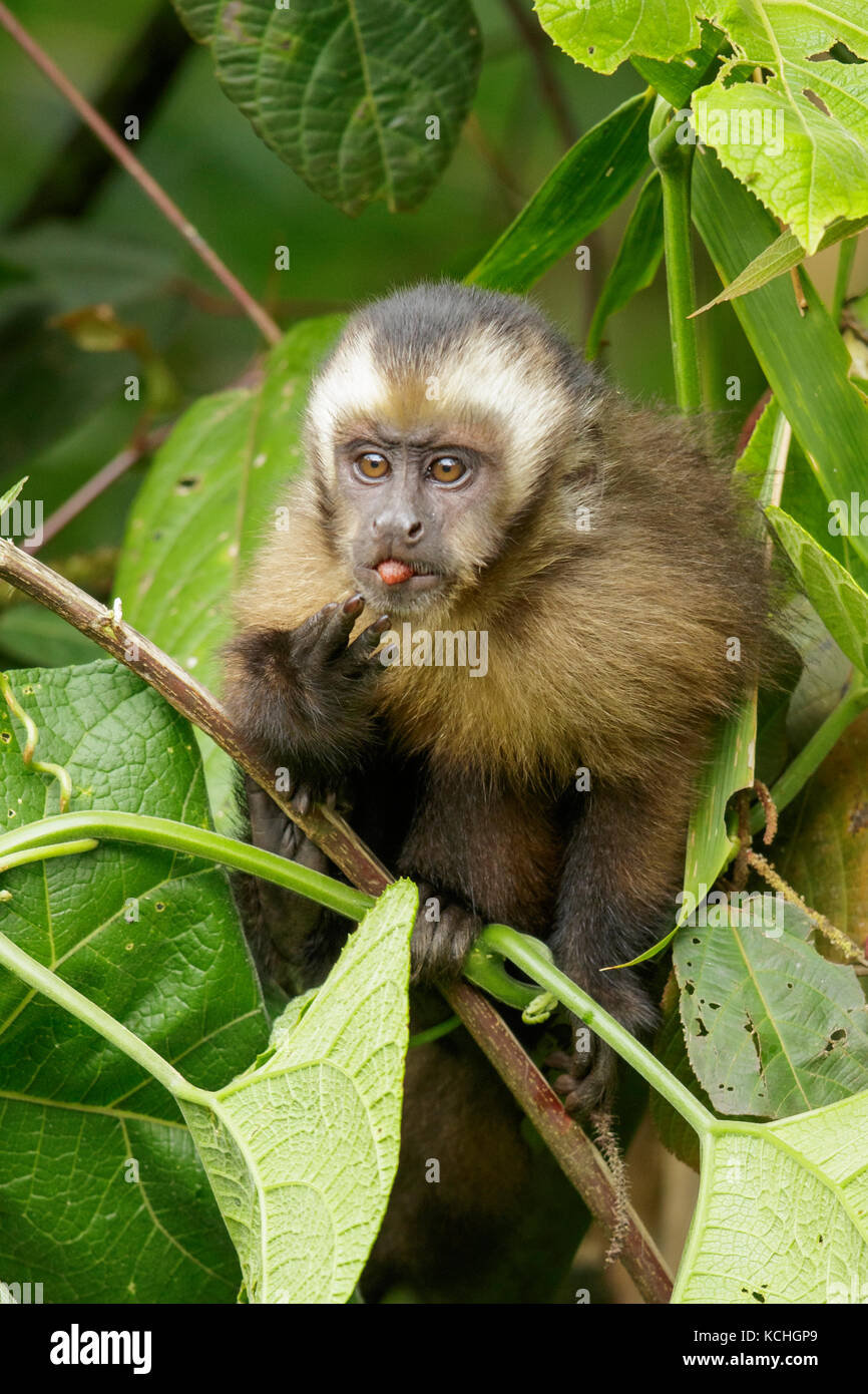 Brown Cappuchin Monkey perched on a branch in Manu National Park, Peru ...