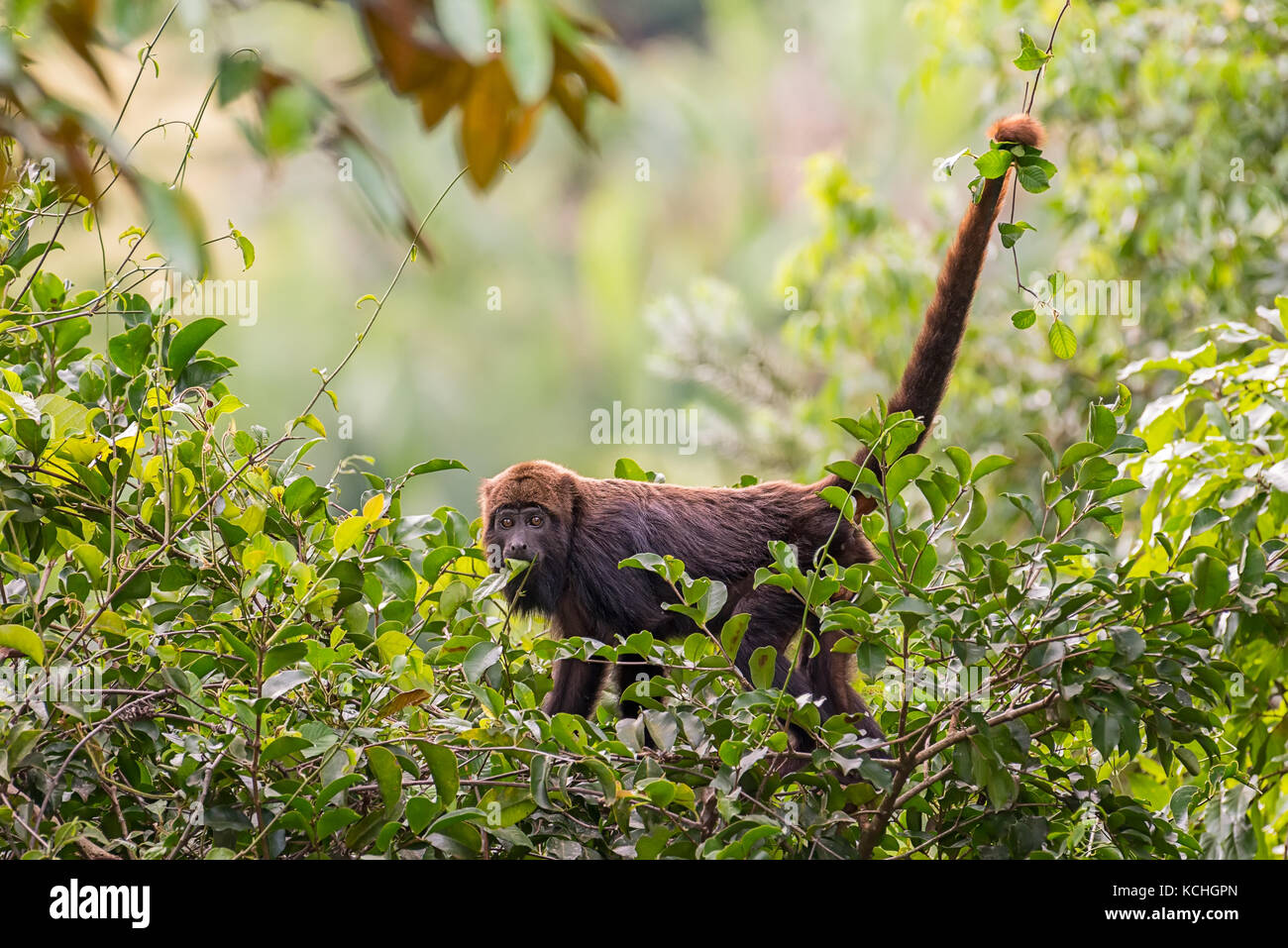 Monkey ecology hi-res stock photography and images - Alamy