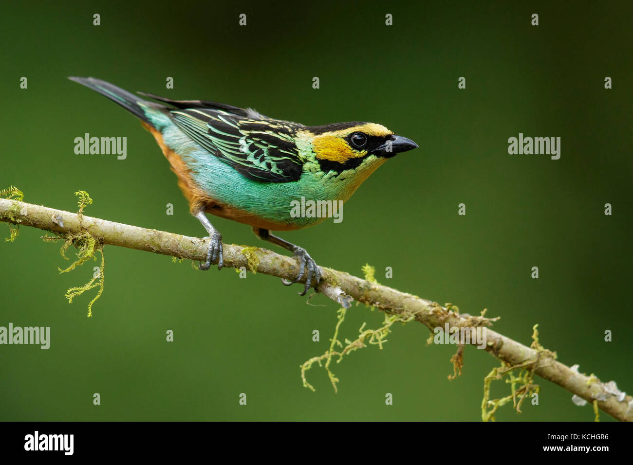 Golden eared tanager hi-res stock photography and images - Alamy