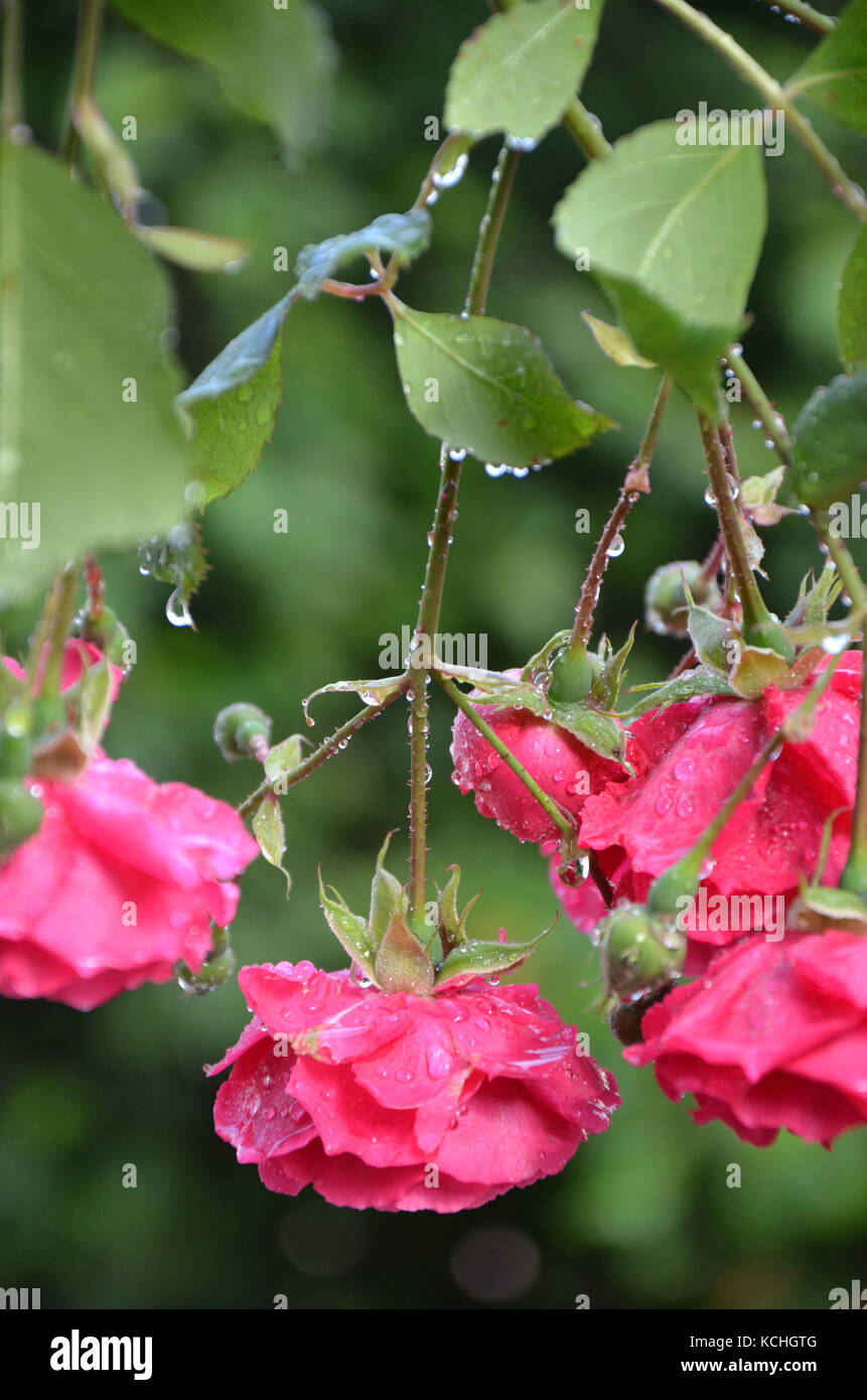 picture of a Red wet roses Stock Photo - Alamy
