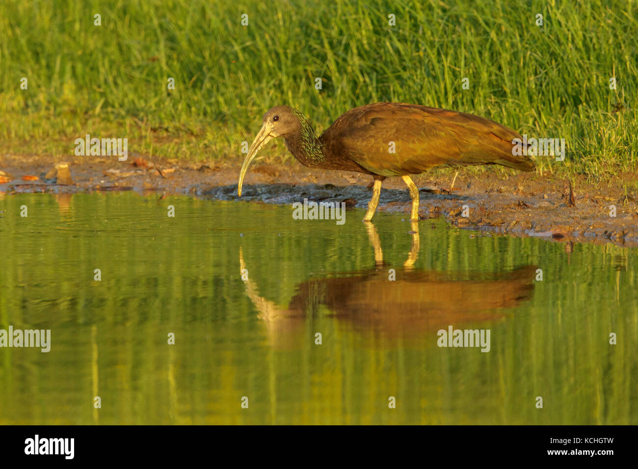 Green Ibis (Mesembrinibis cayennensis) feeding along the shore of an ...
