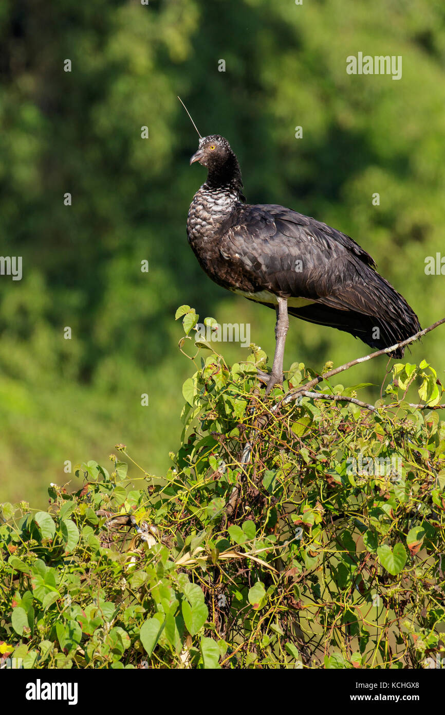 Horned Screamer (Anhima cornuta) perched on a branch in the Amazon in ...