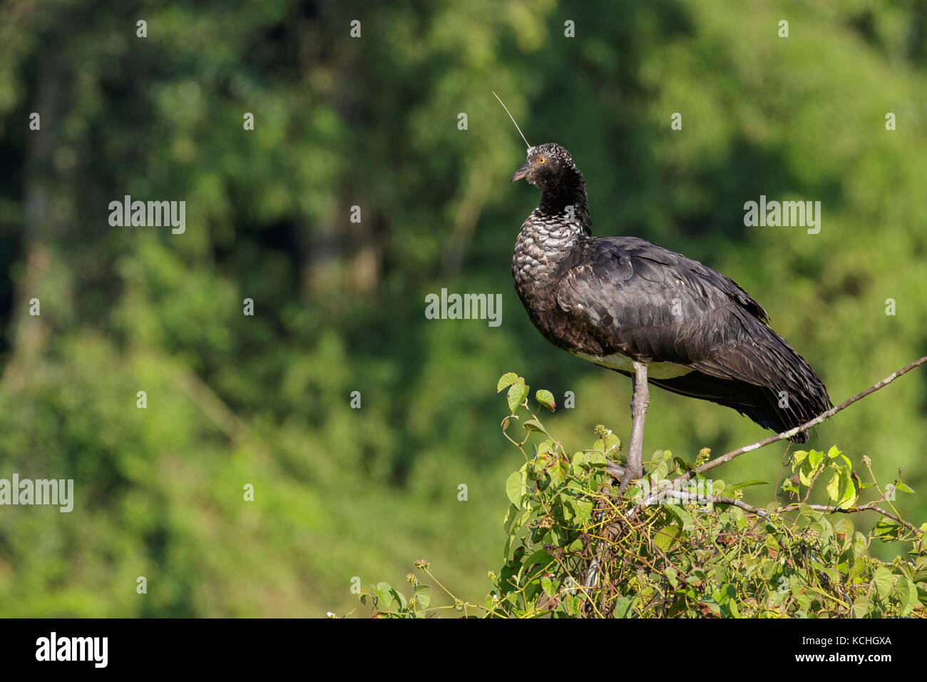 Horned Screamer (Anhima cornuta) perched on a branch in the Amazon in ...