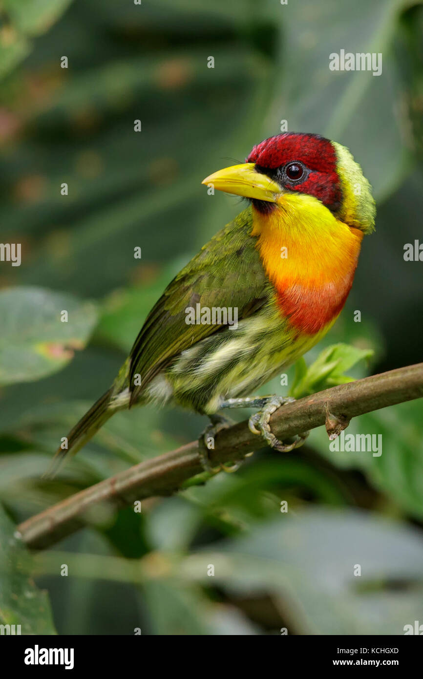 Peru fauna hi-res stock photography and images - Alamy