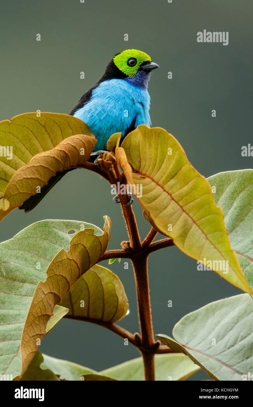 Paradise Tanager (Tangara chilensis) perched on a branch in Manu ...