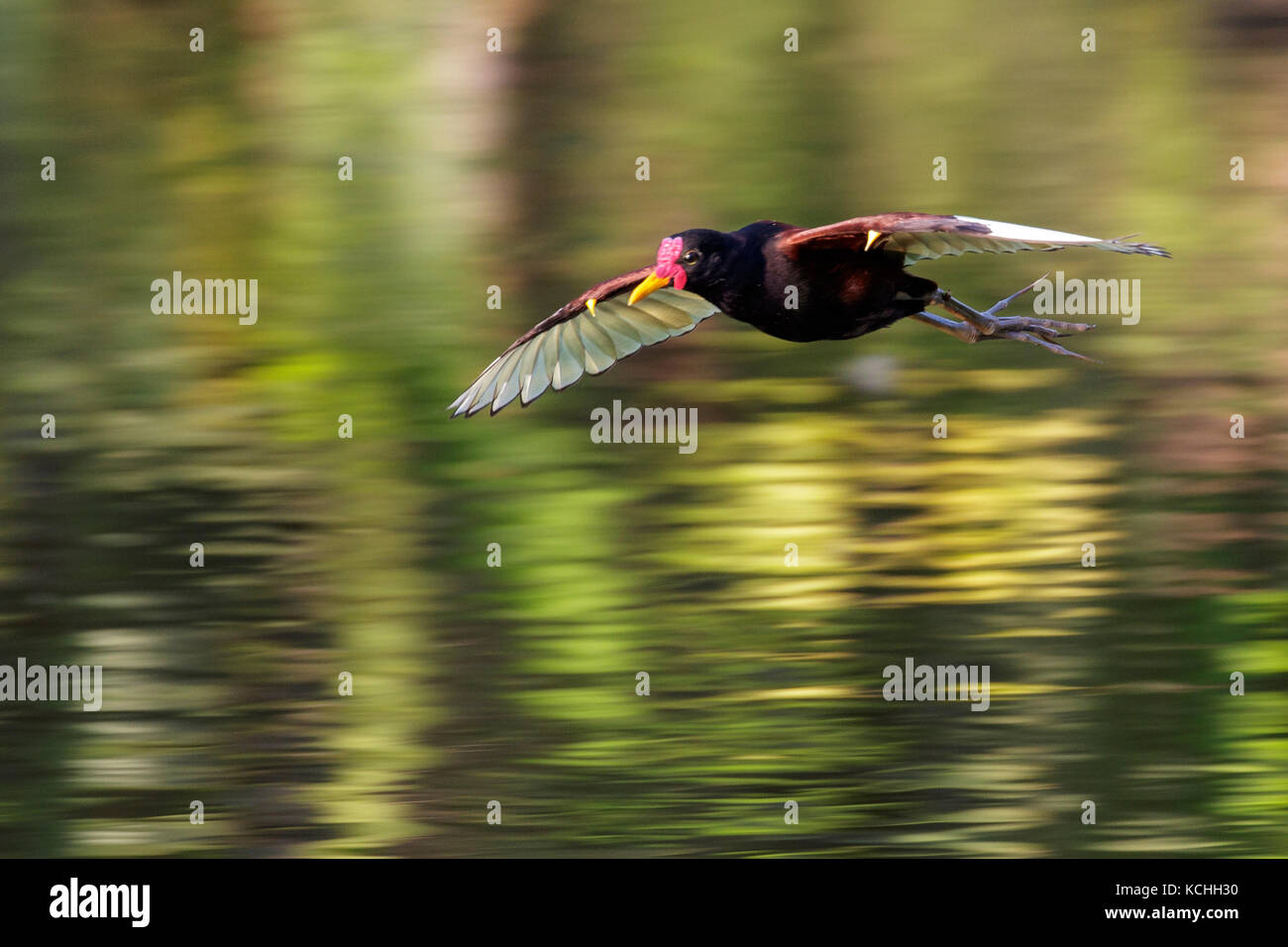 Birds flying jungle hi-res stock photography and images - Alamy