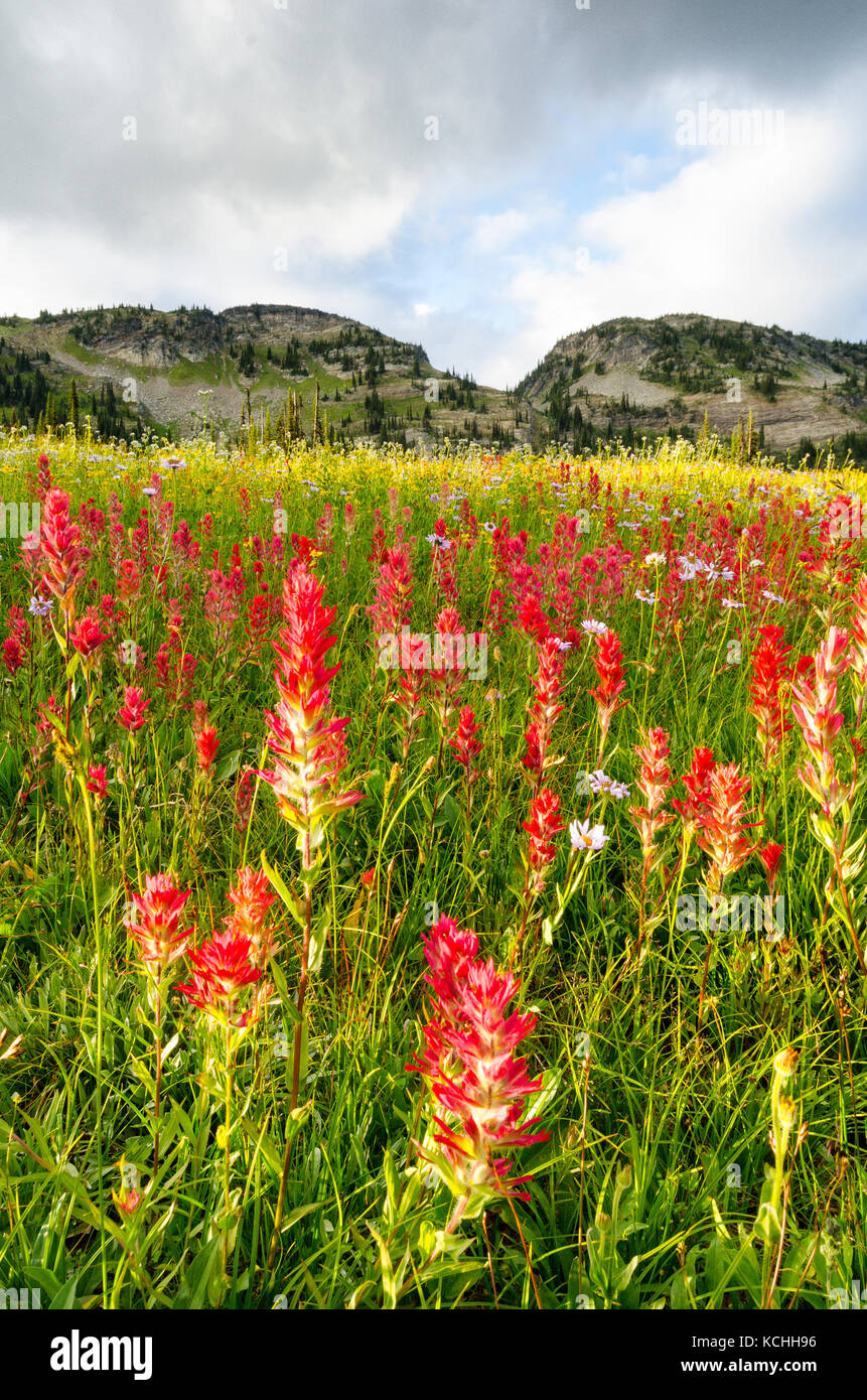 Alpine paintbrush (Castilleja rhexiifolia) flowering in a subalpine ...