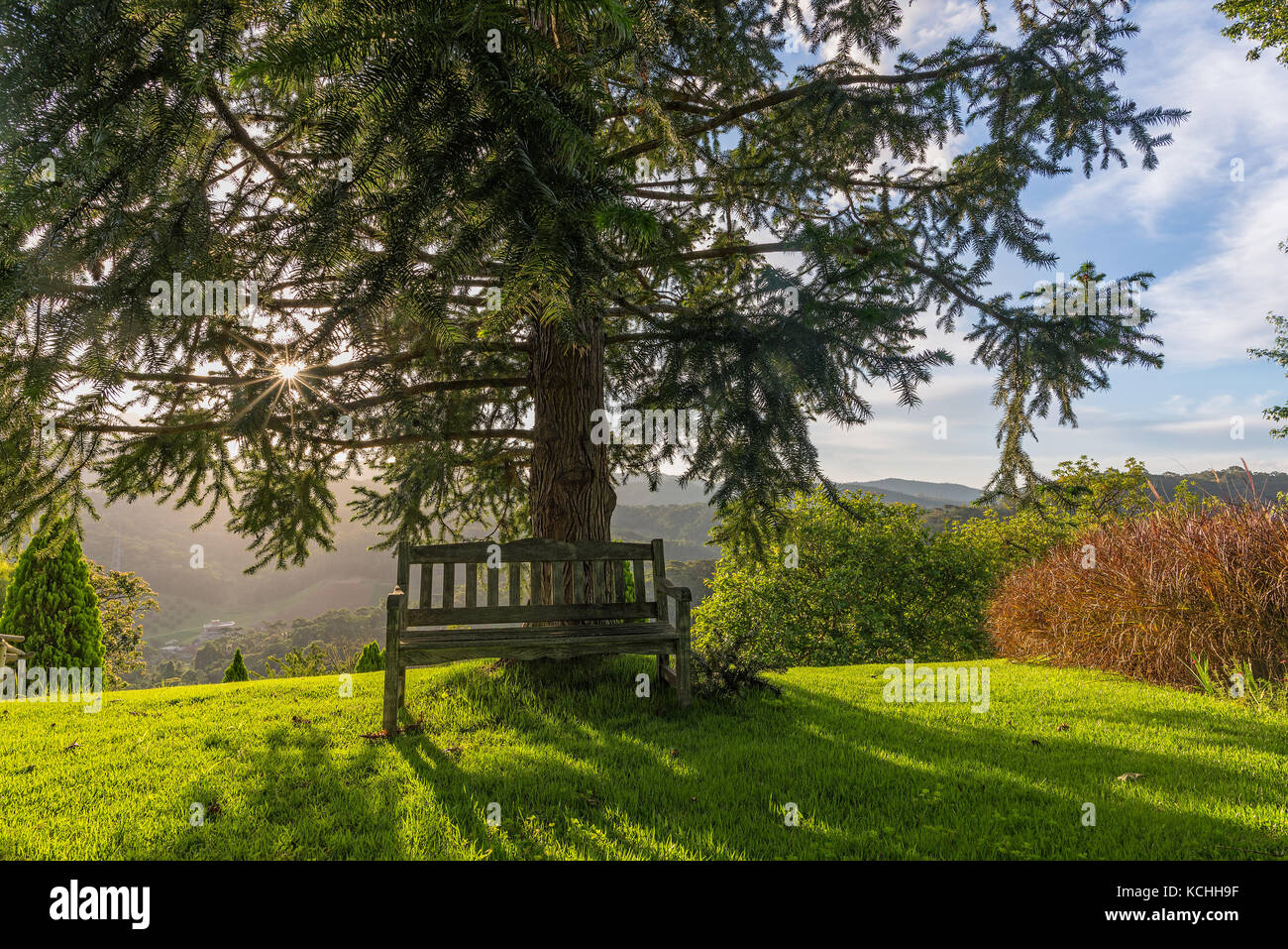 Bench under a tree in the afternoon Stock Photo - Alamy
