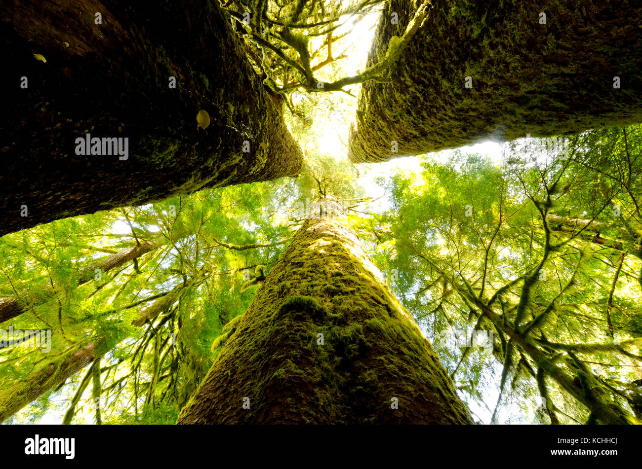 Sitka spruce trees picea sitchensis hi-res stock photography and images ...