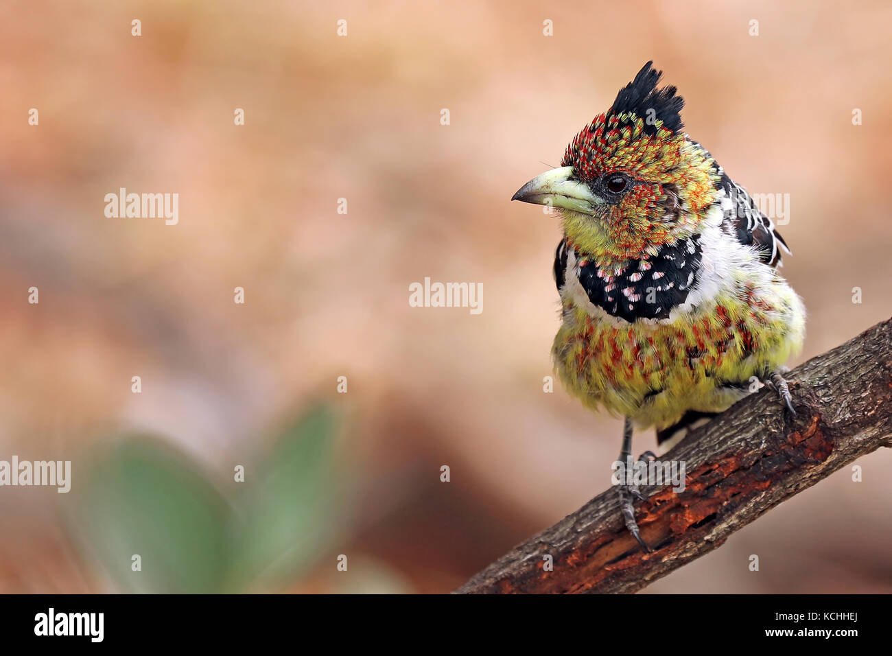 Afrikanischer bartvogel hi-res stock photography and images - Alamy