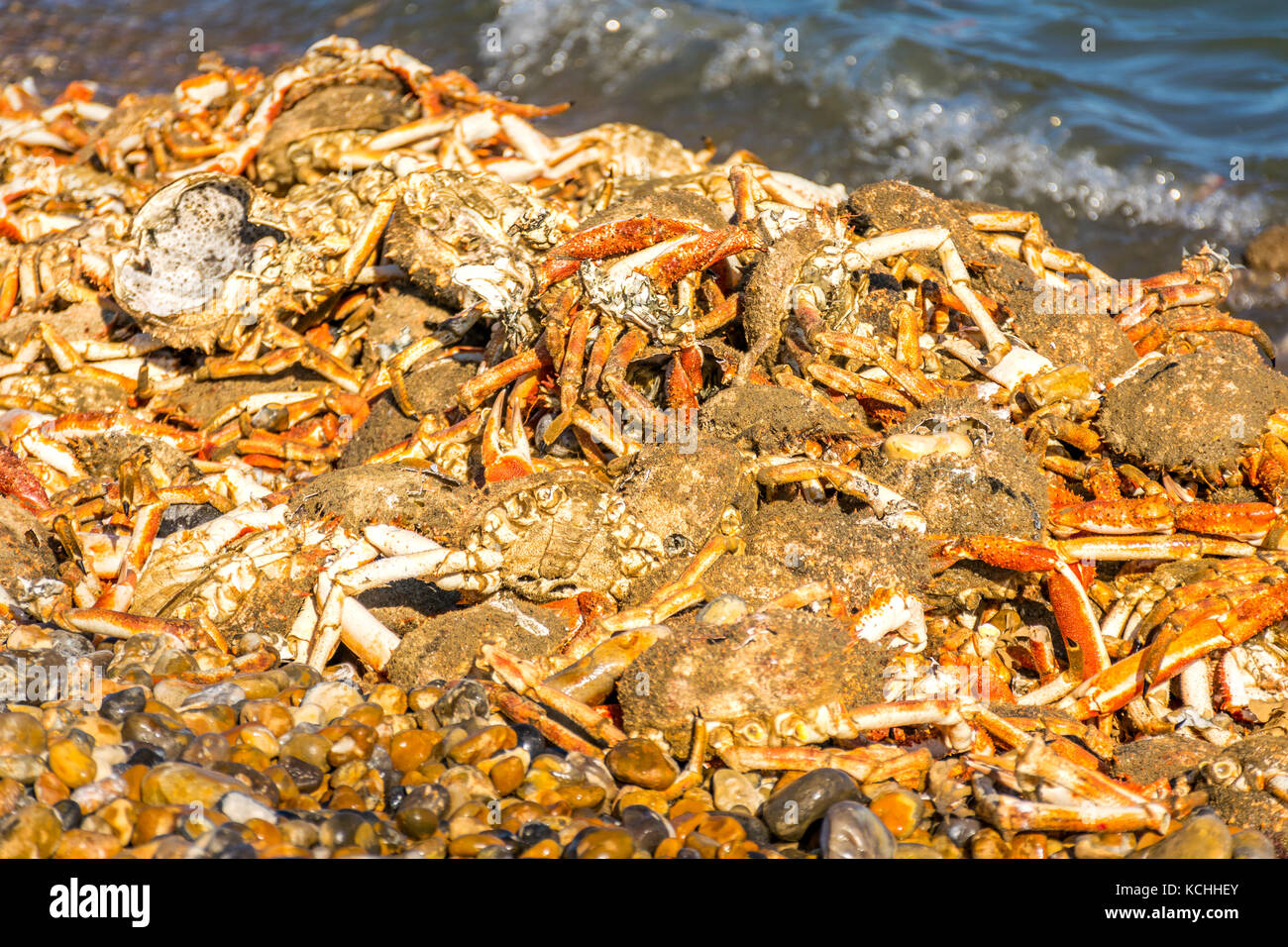 Crab shells discarded on Hastings' commercial fishing beach Stock Photo ...