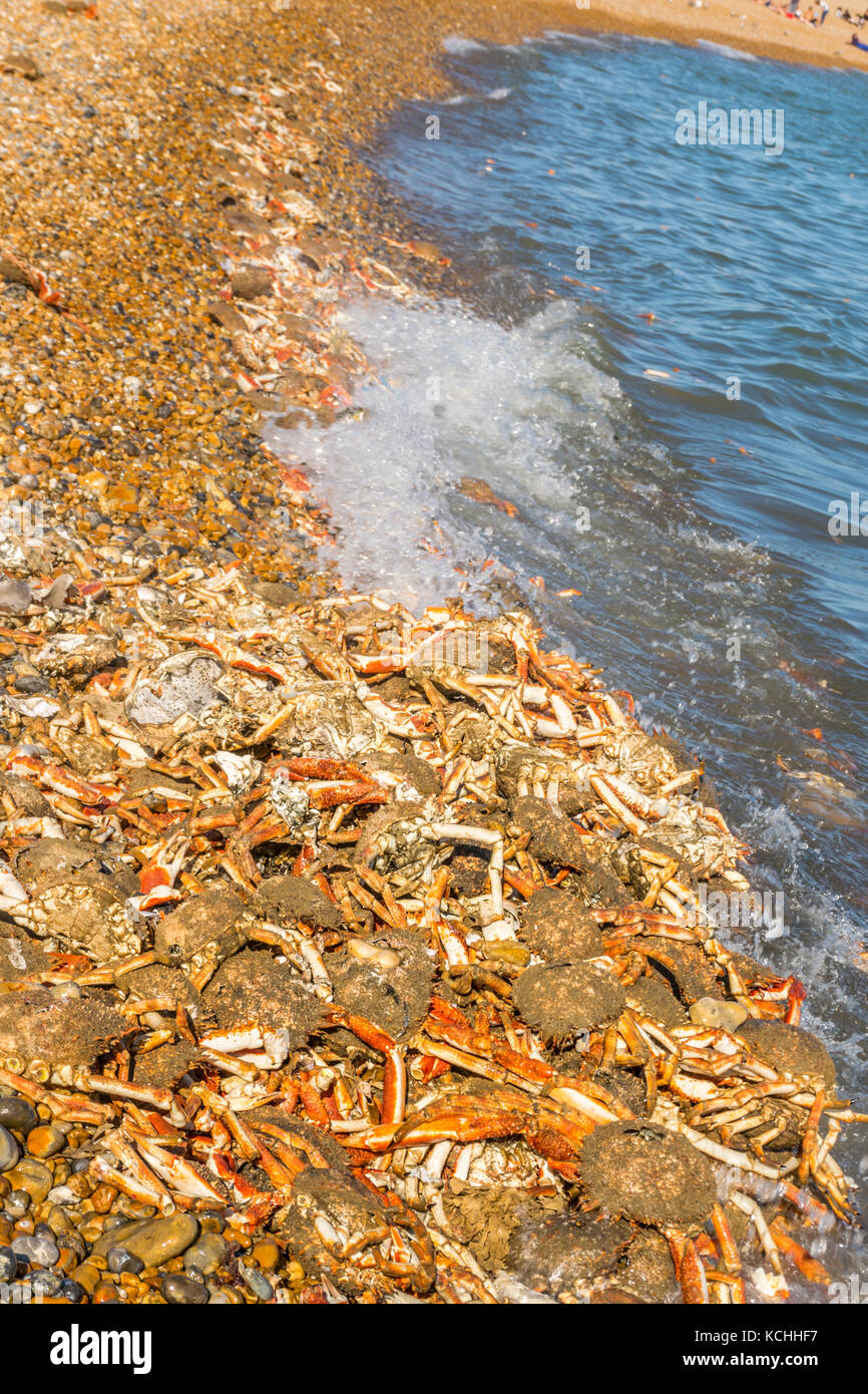 Crab shells waste hi-res stock photography and images - Alamy