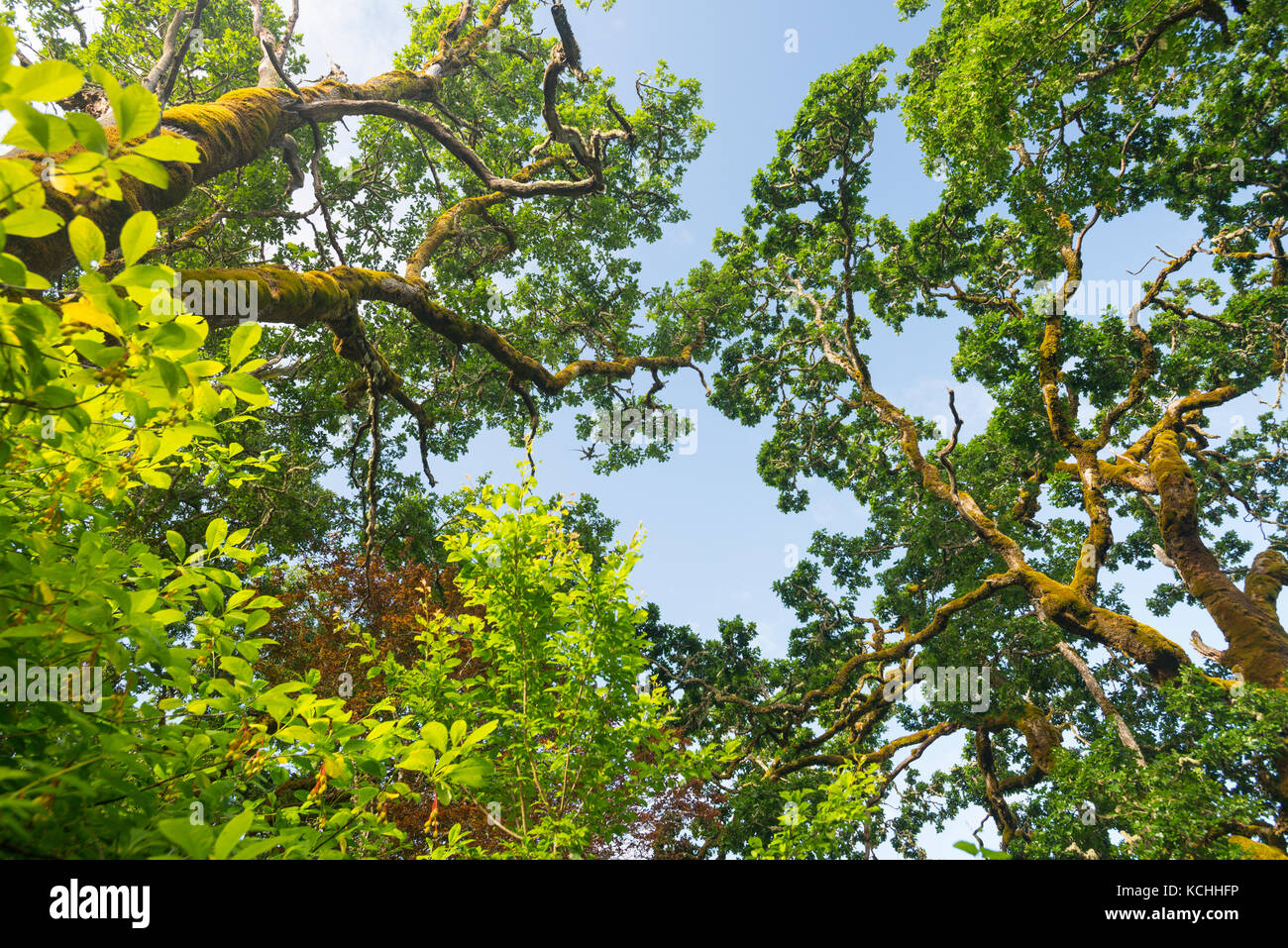 Garry oak trees british columbia hi-res stock photography and images ...