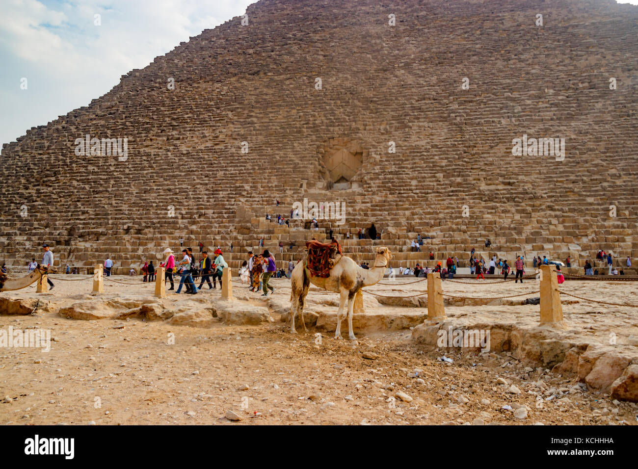 Camel near the ancient pyramid in Cairo, Egypt Stock Photo - Alamy