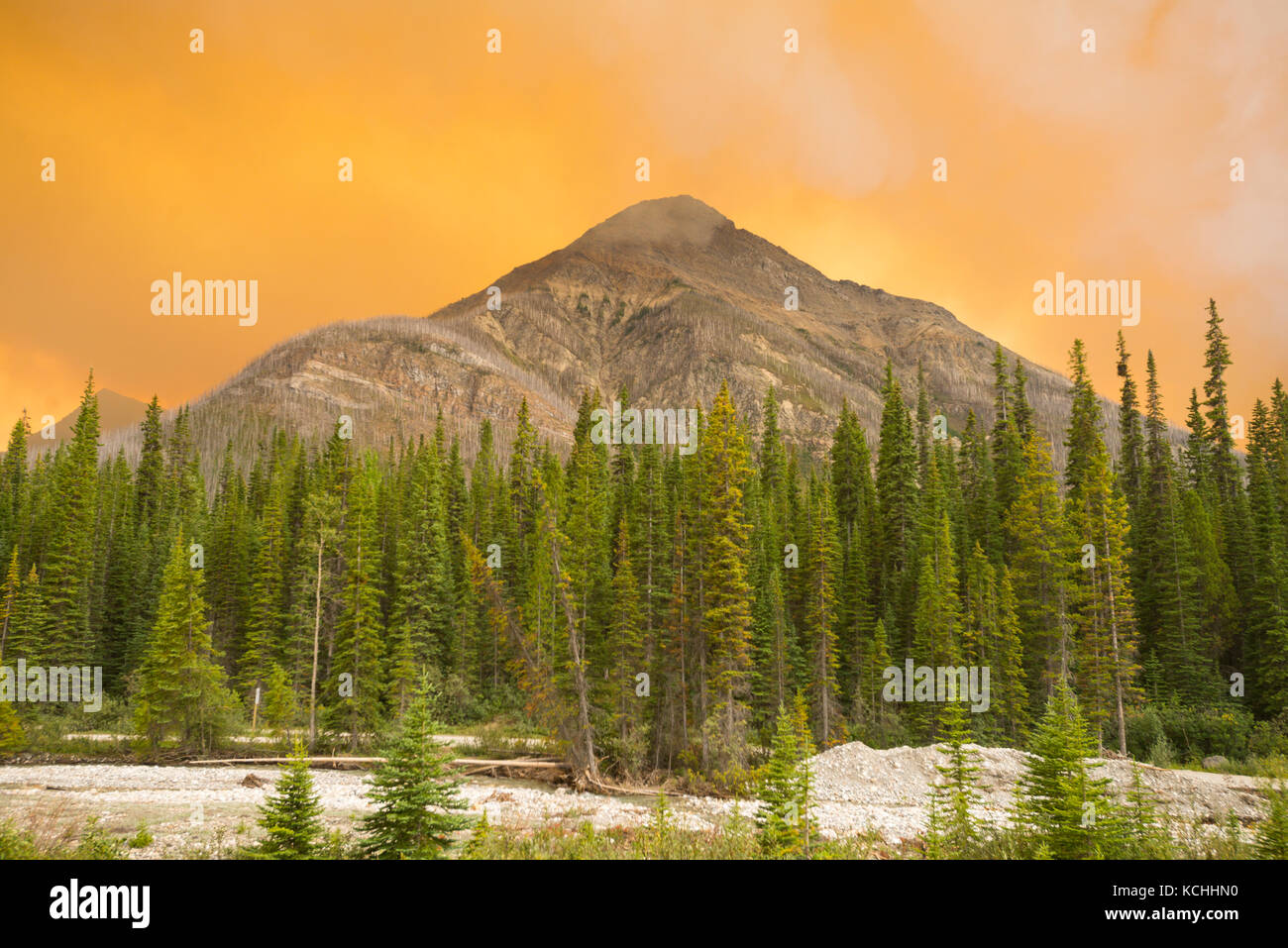 Beautiful fire in forest hi-res stock photography and images - Alamy