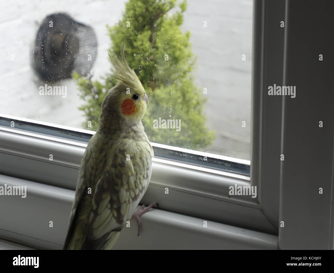 A cute pet Pearl Cockatiel looking out of a window Stock Photo - Alamy