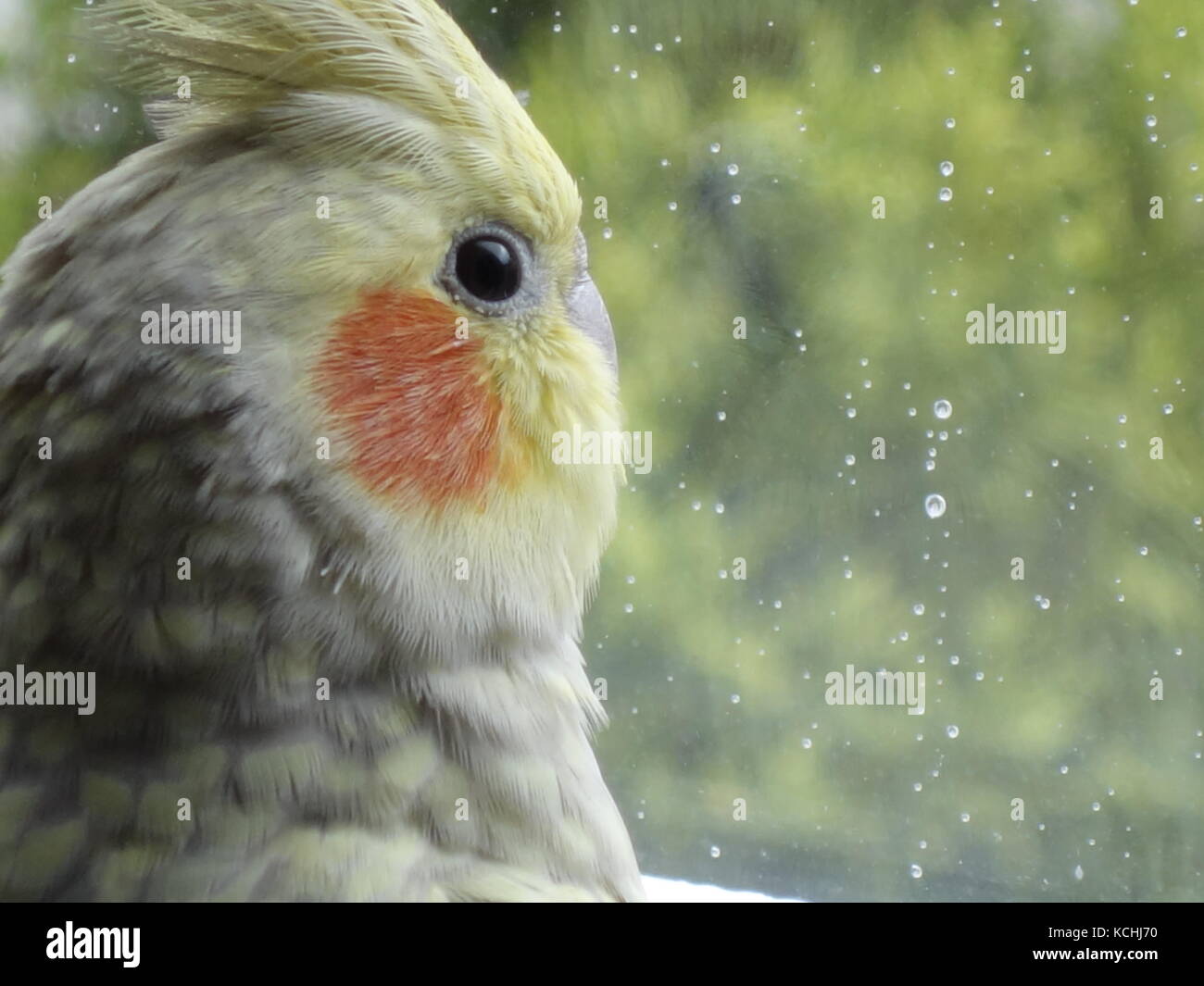A cute pet Pearl Cockatiel looking out of a window Stock Photo - Alamy