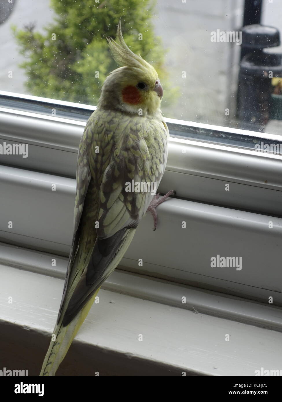 A cute pet Pearl Cockatiel looking out of a window Stock Photo - Alamy