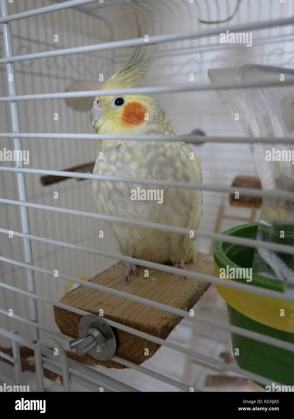 Pearl cockatiel hi-res stock photography and images - Alamy