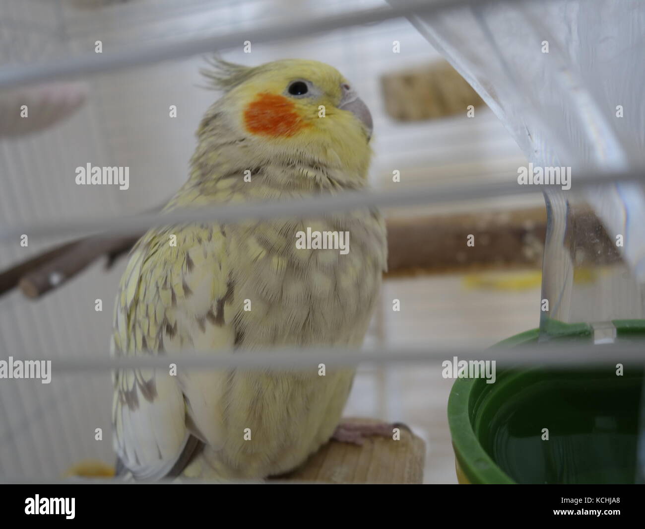 Pearl cockatiel hi-res stock photography and images - Alamy