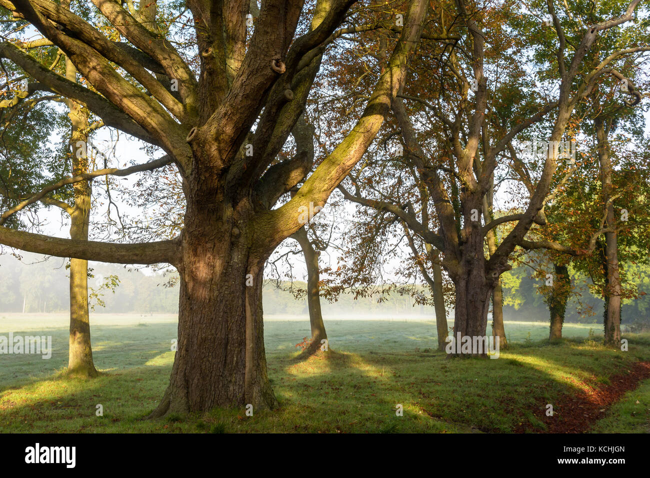 Trees enlightened by sunrise at the edge of a misty meadow Stock Photo ...